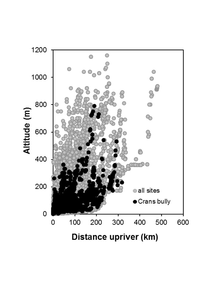 Gobiomorphus basalis_penetration.jpg | Earth Sciences New Zealand | NIWA